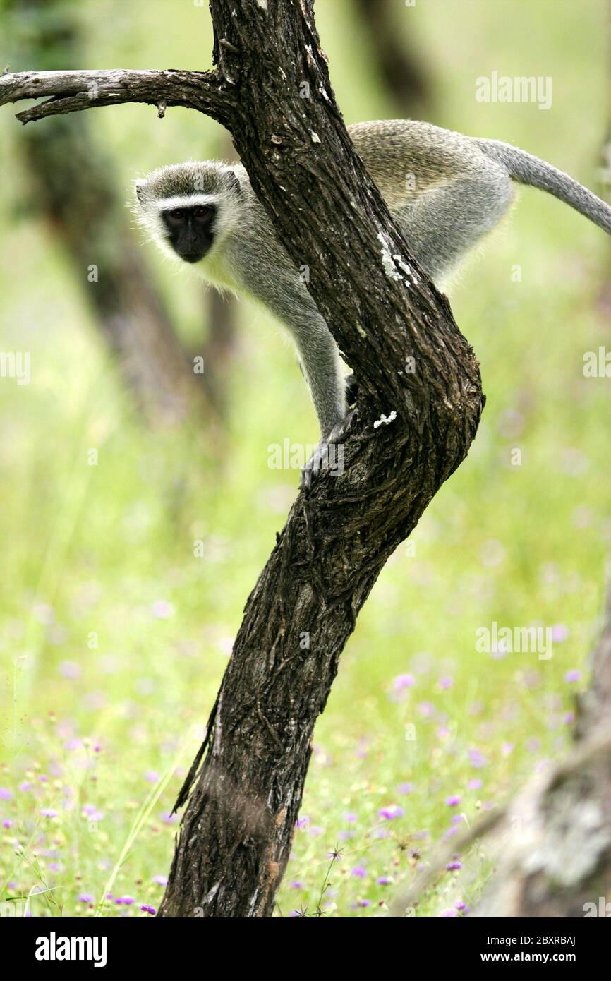 An African Vervet monkey Stock Photo - Alamy