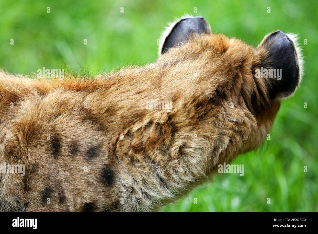 Laughing heyena hi-res stock photography and images - Alamy