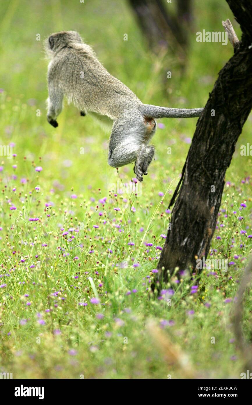 An African Vervet monkey Stock Photo - Alamy