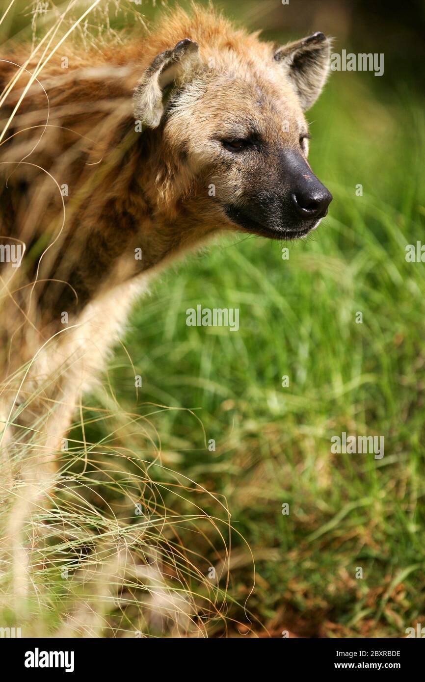 Hyena habitat hi-res stock photography and images - Alamy