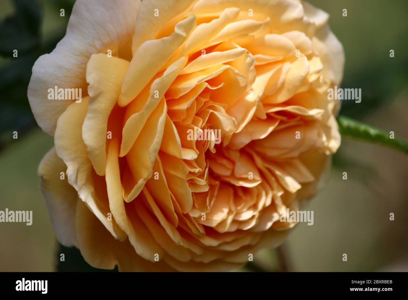 English rose garden hi-res stock photography and images - Alamy