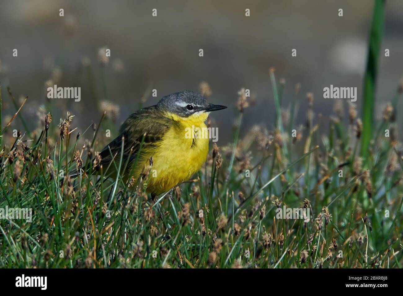 Western yellow wagtail in its natural enviroment Stock Photo - Alamy