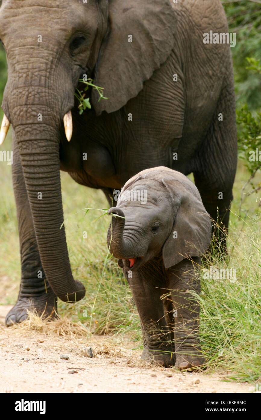 African ani hi-res stock photography and images - Alamy