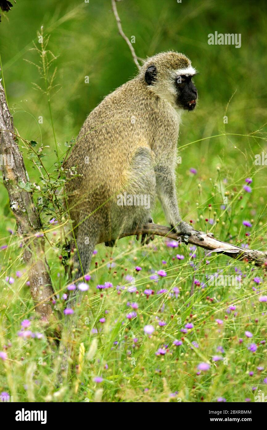 An African Vervet monkey Stock Photo - Alamy