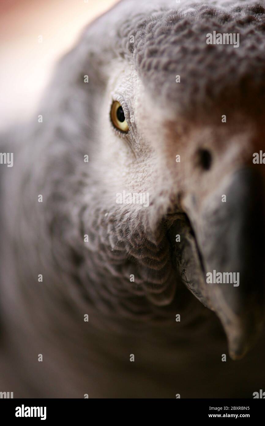 African Grey Parrot Stock Photo - Alamy