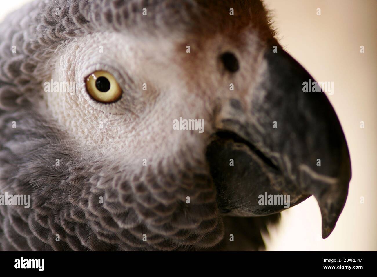 Perroquet rare hi-res stock photography and images - Alamy