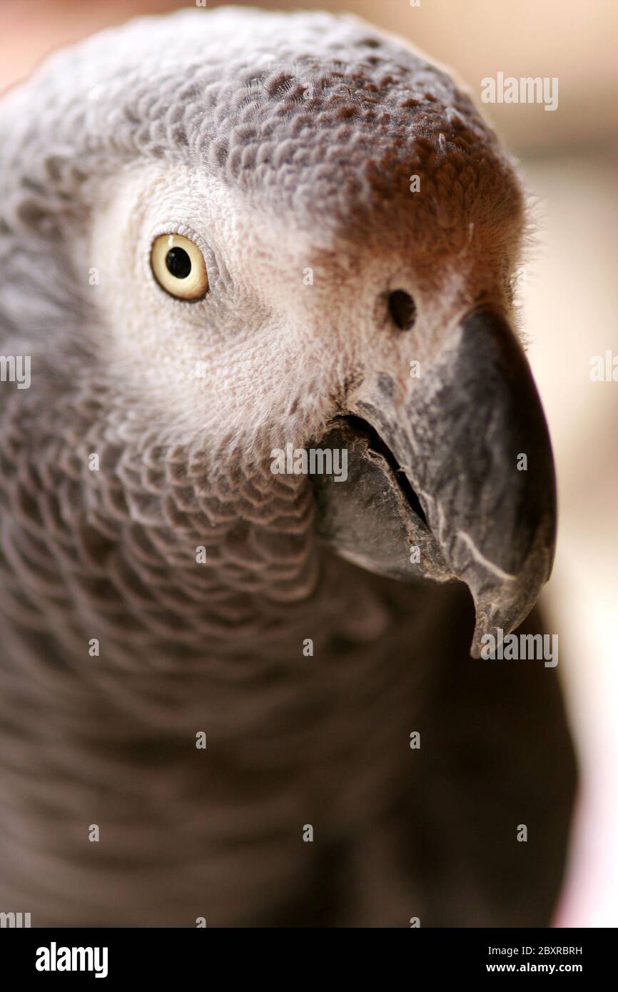 Jako parrot hi-res stock photography and images - Alamy