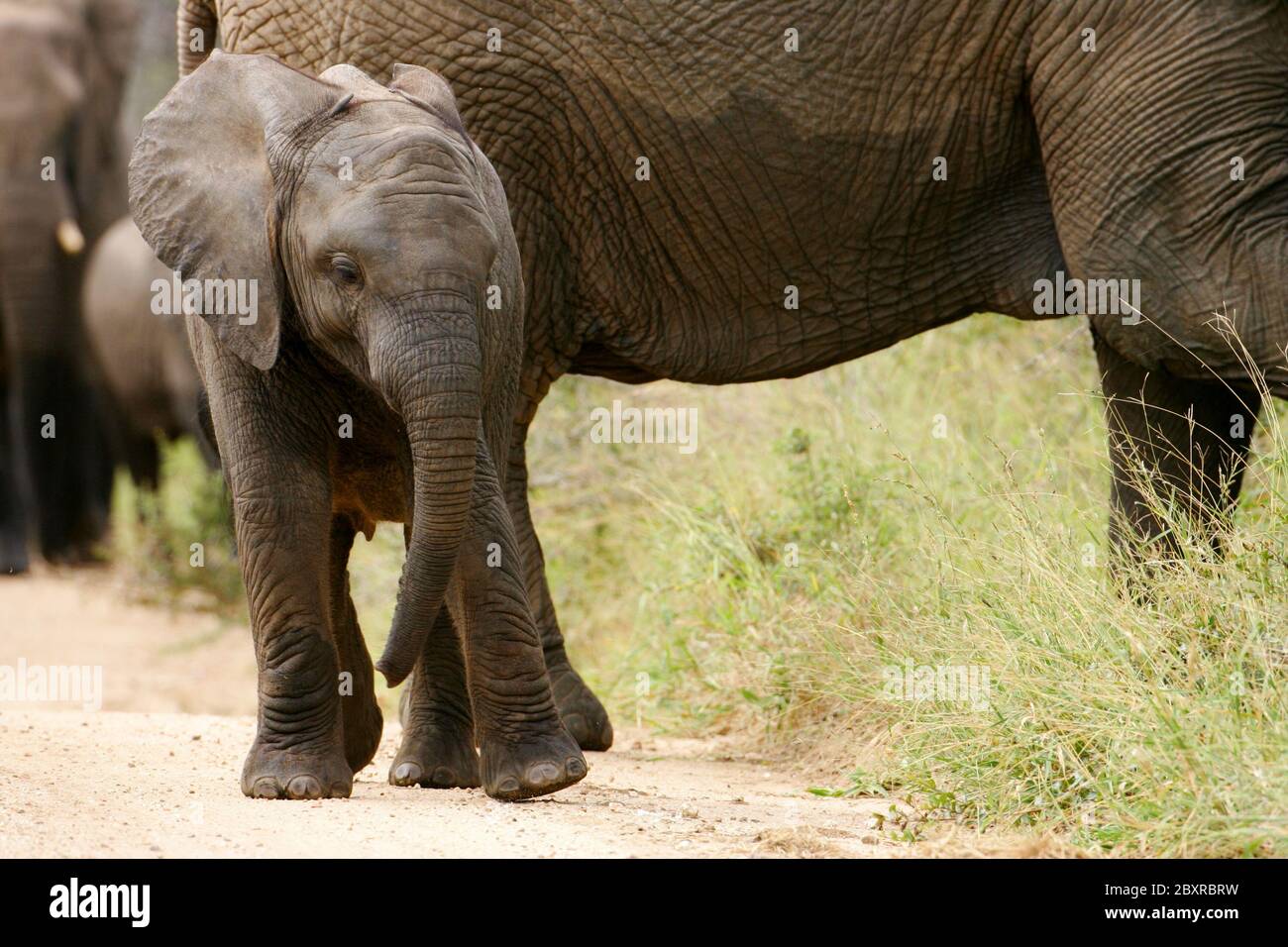 South africa bus stand hi-res stock photography and images - Alamy