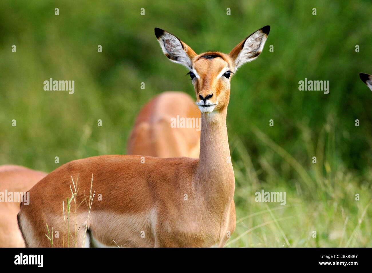 African ruminants hi-res stock photography and images - Alamy