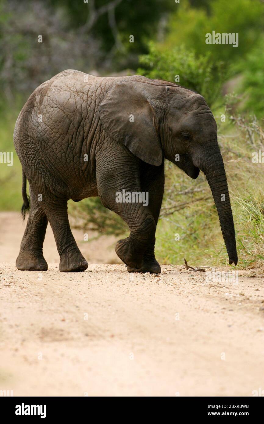 Real elephant hi-res stock photography and images - Alamy