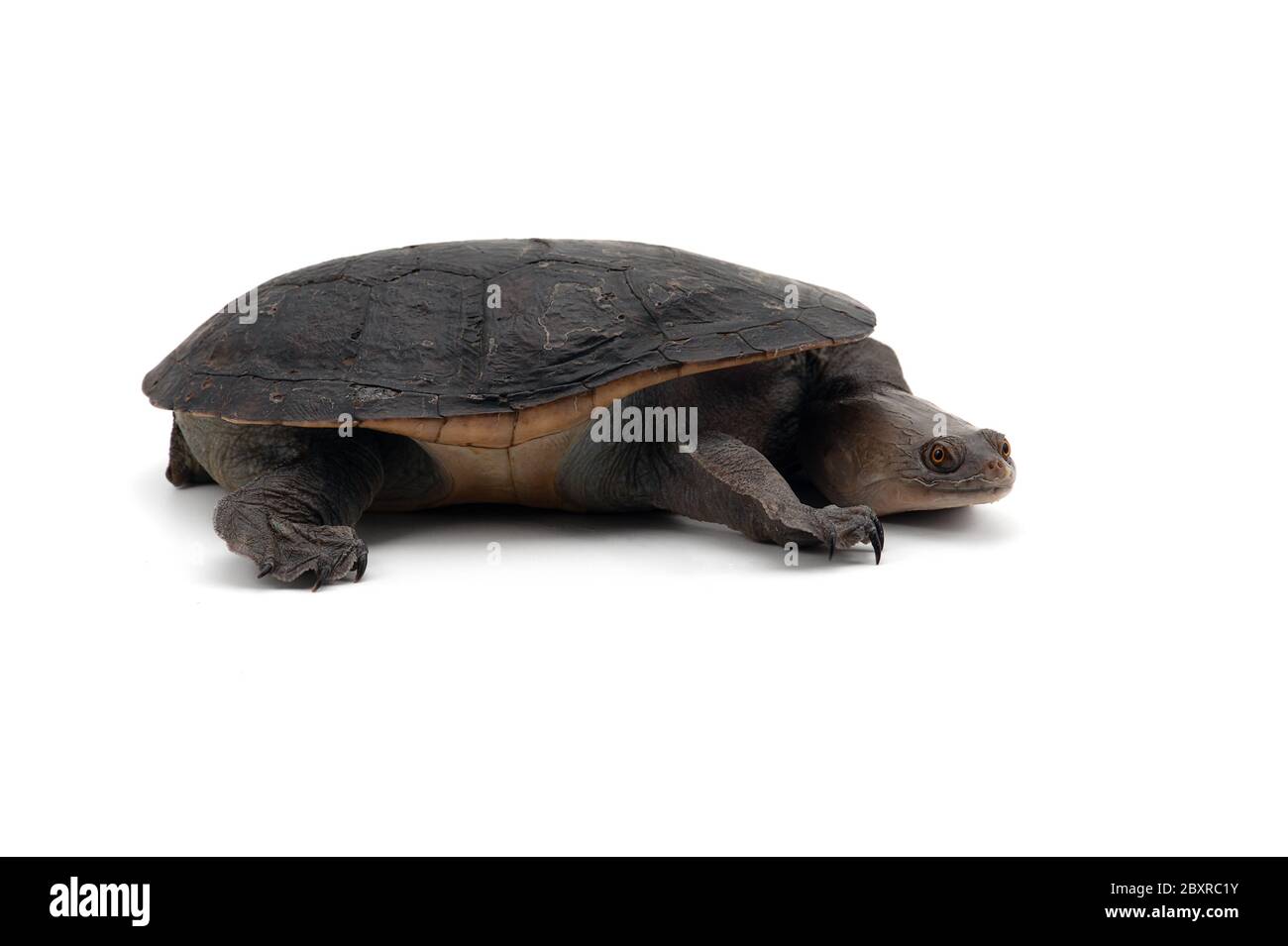 Eastern long-necked turtle isolated on white bacground Stock Photo - Alamy