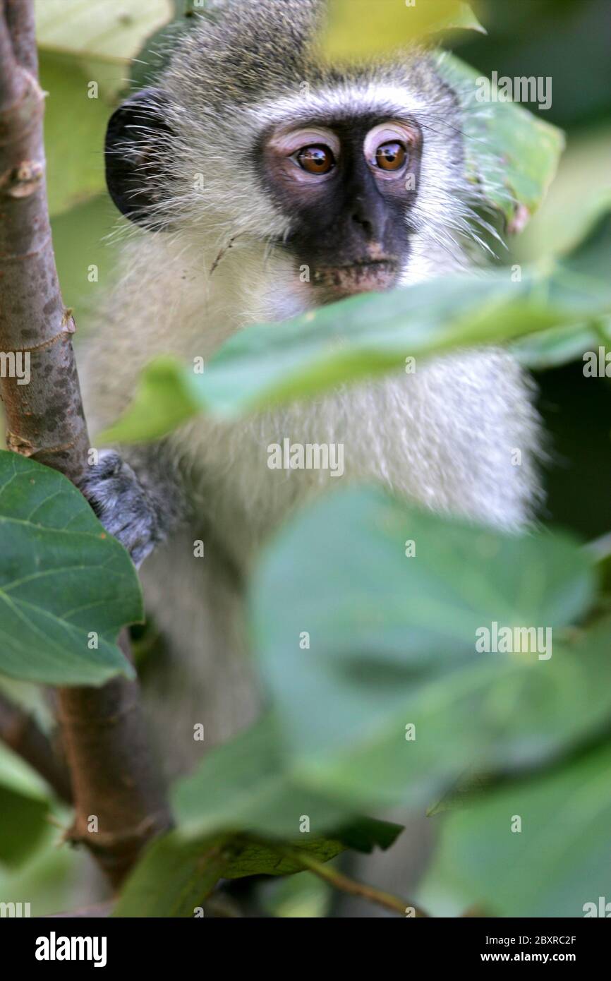 An African Vervet monkey Stock Photo - Alamy