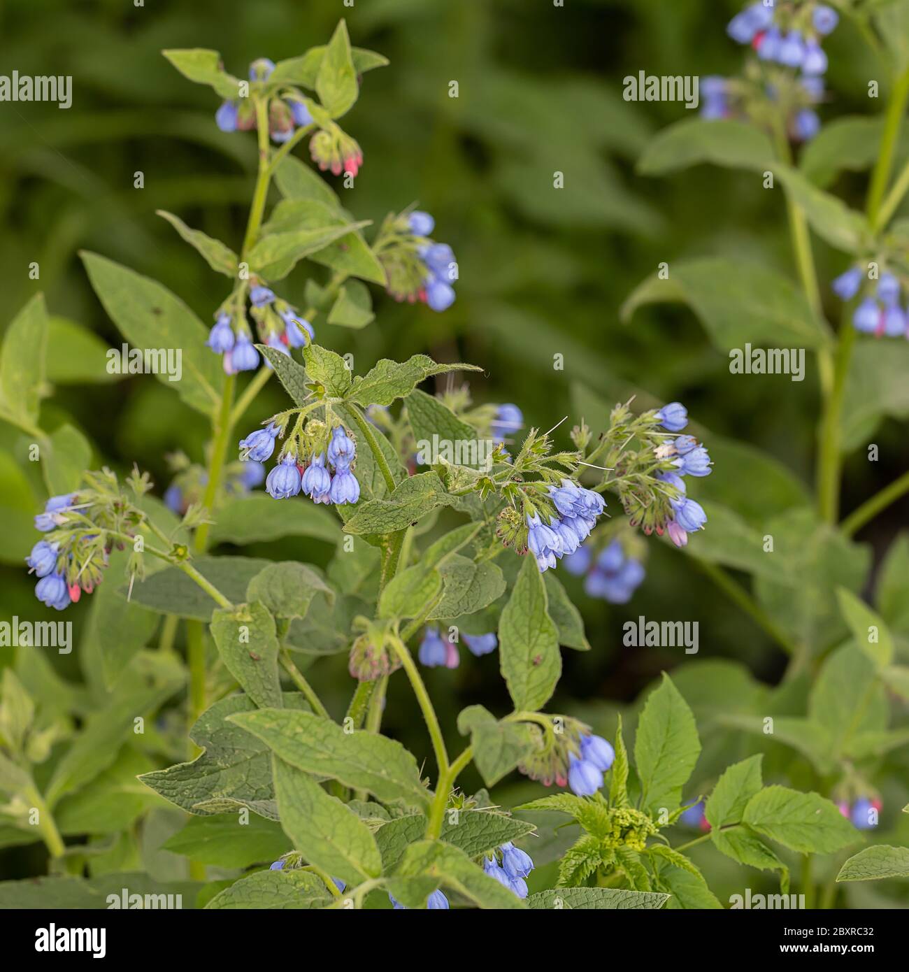 Borage, Borago officinalis, is an important medicinal and medicinal ...