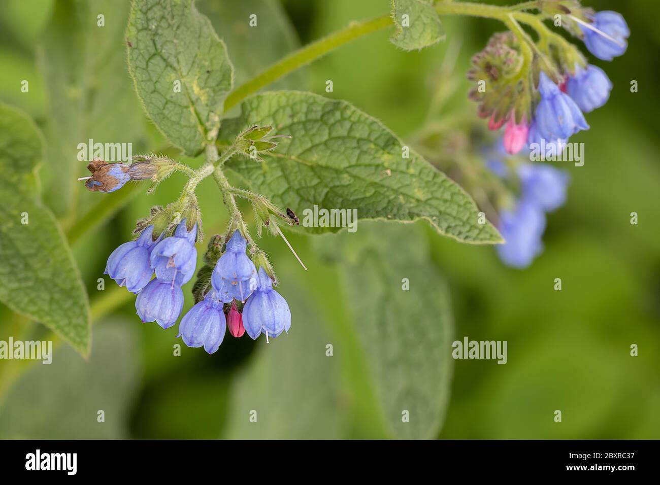 Borage, Borago officinalis, is an important medicinal and medicinal ...