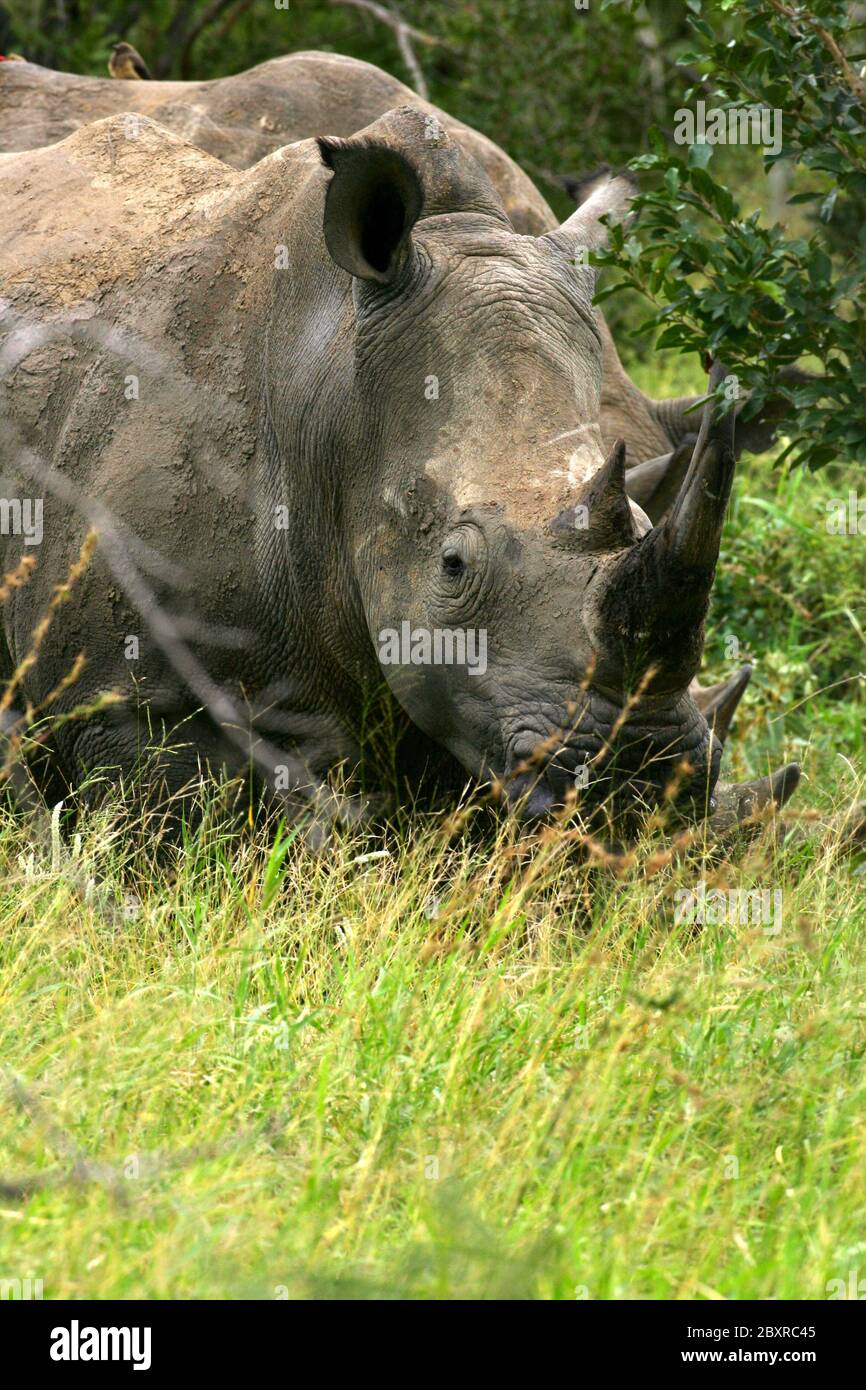 Heavy rhino hi-res stock photography and images - Alamy