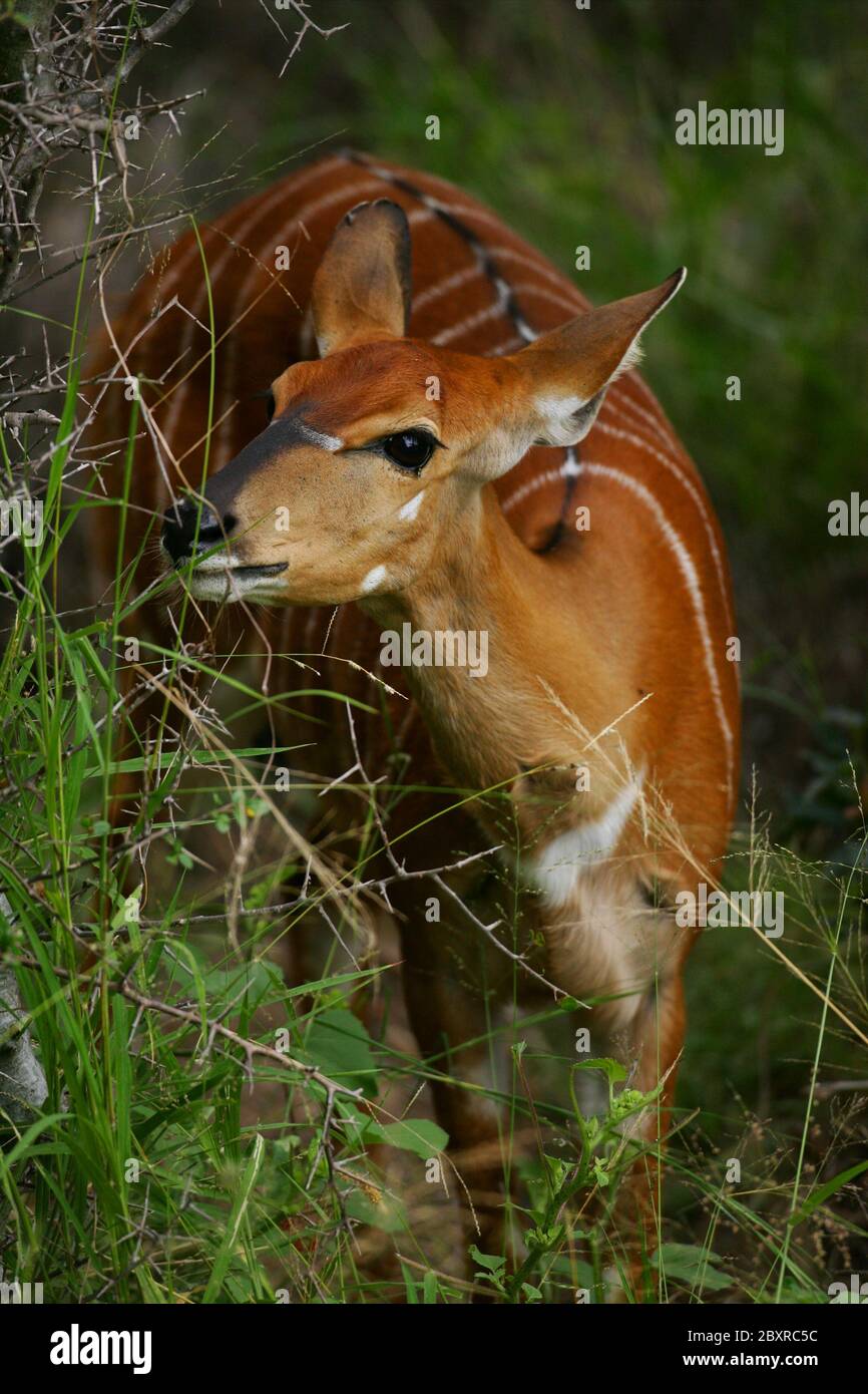 Female nyala hi-res stock photography and images - Alamy