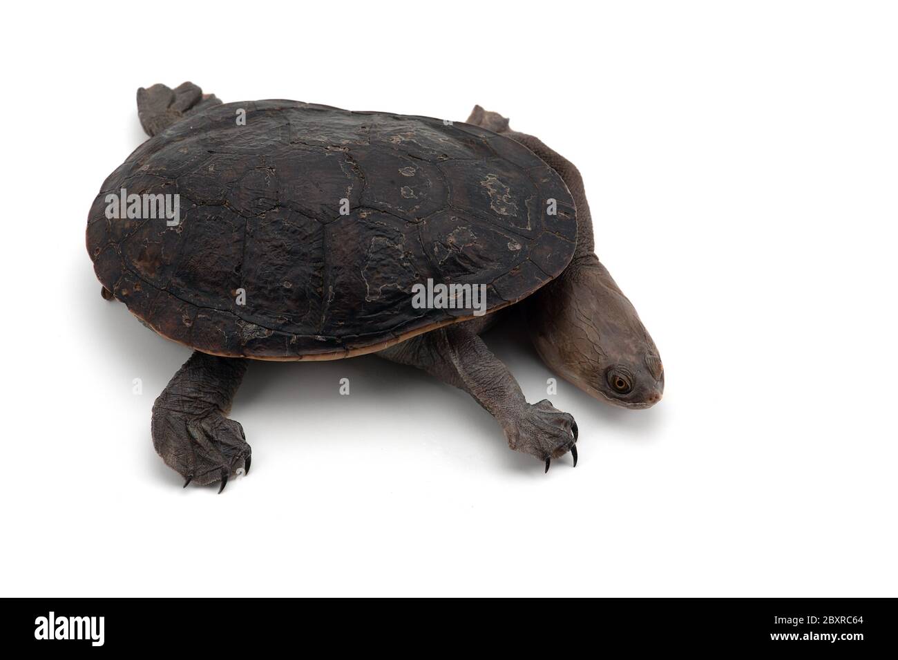 Eastern long-necked turtle isolated on white bacground Stock Photo - Alamy