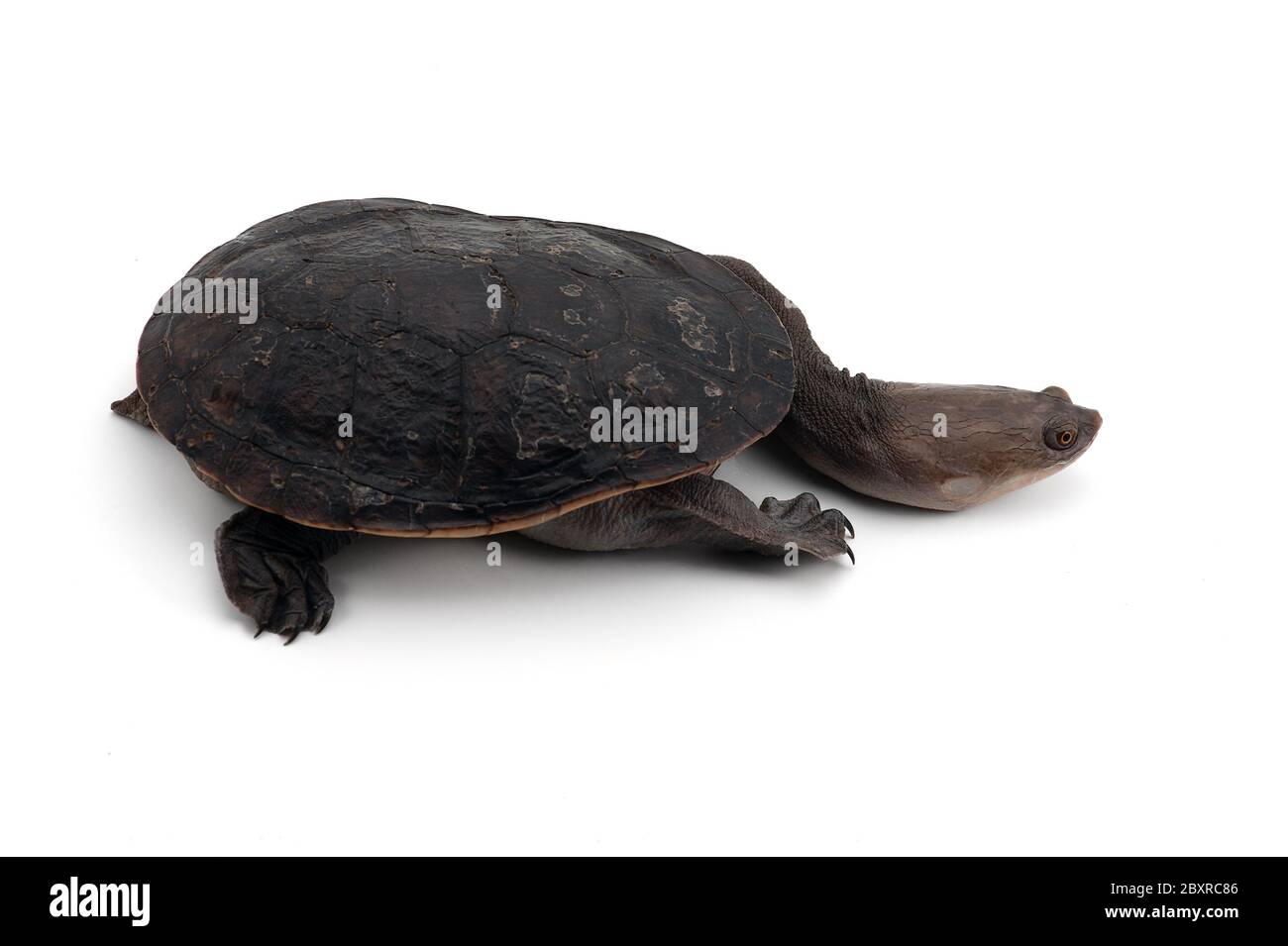 Eastern long-necked turtle isolated on white bacground Stock Photo - Alamy