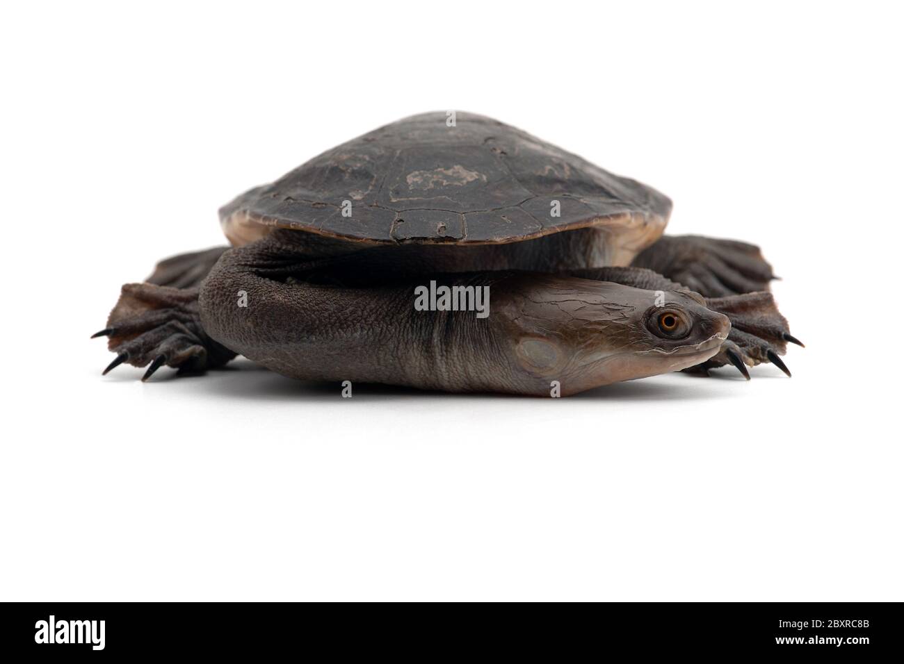 Eastern long-necked turtle isolated on white bacground Stock Photo - Alamy
