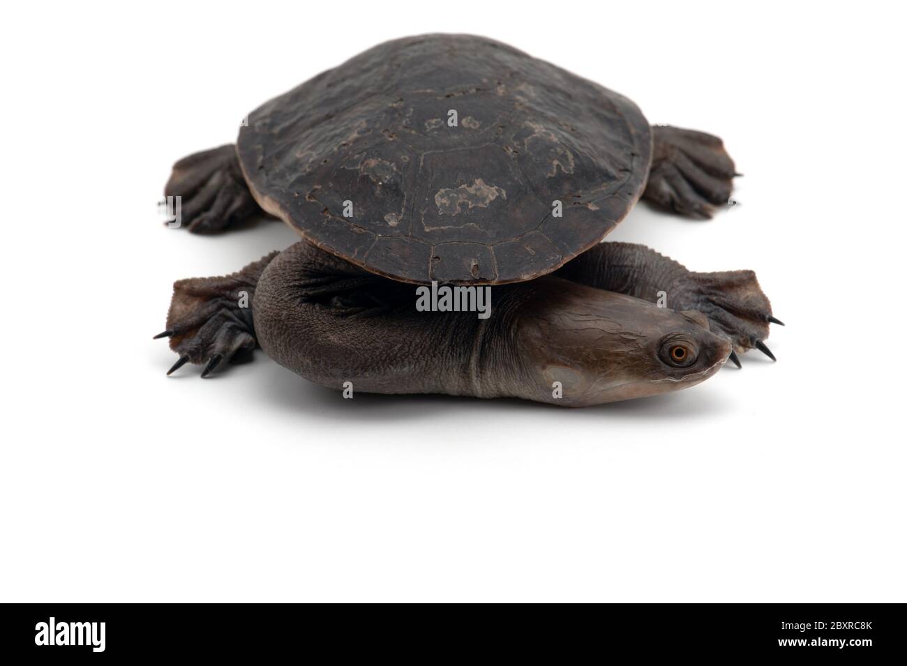 Eastern long-necked turtle isolated on white bacground Stock Photo - Alamy