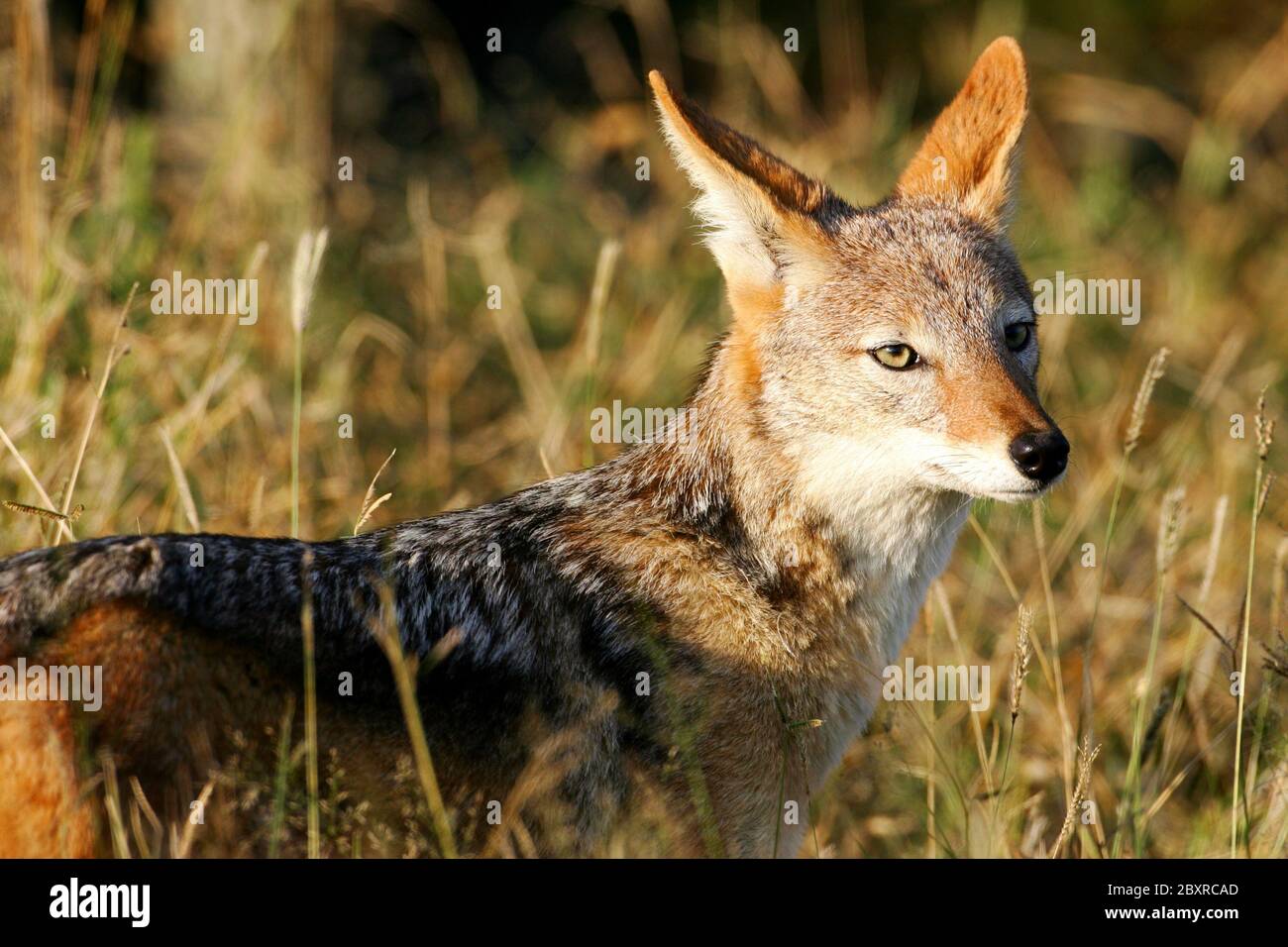Black backed jackal teeth hi-res stock photography and images - Alamy