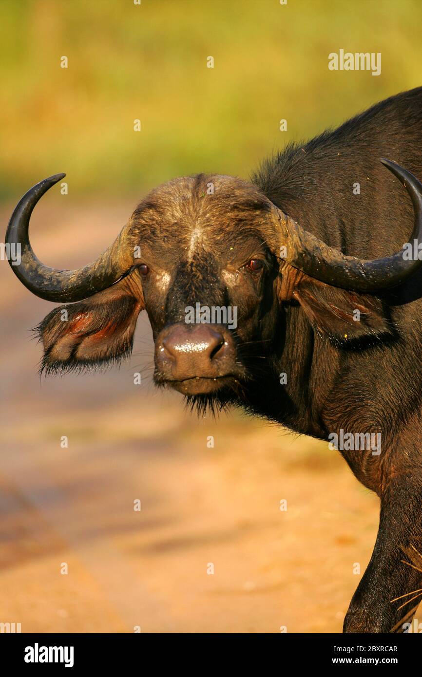 Thick african buffalo horns hi-res stock photography and images - Alamy