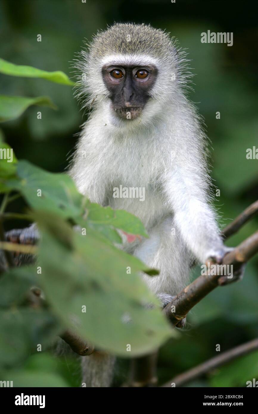 An African Vervet monkey Stock Photo - Alamy