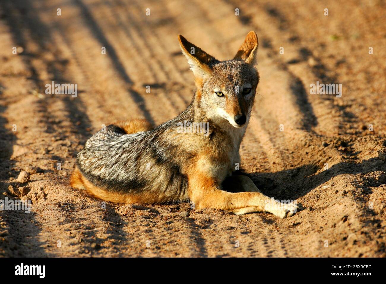 African jackal hi-res stock photography and images - Alamy