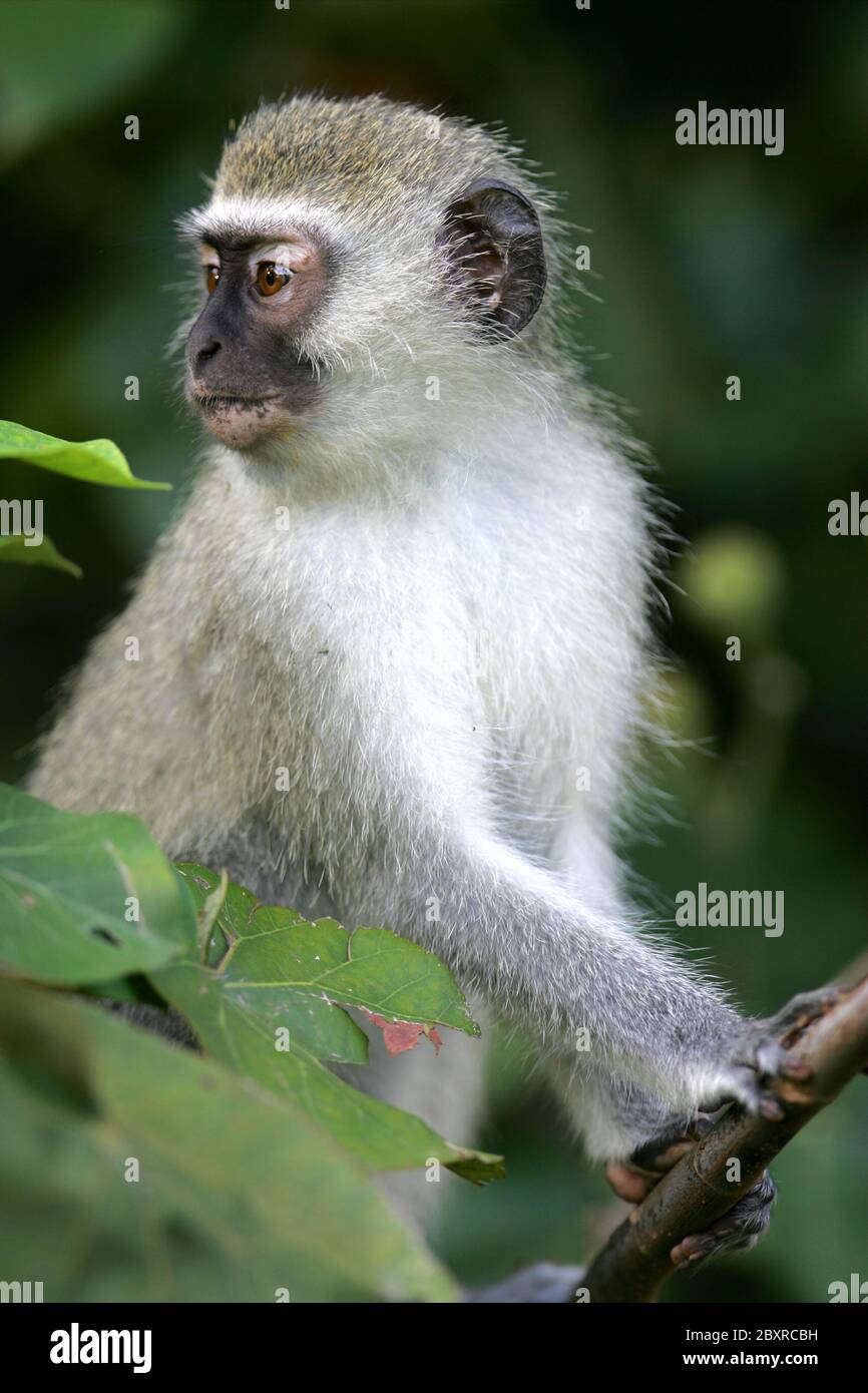 An African Vervet monkey Stock Photo - Alamy