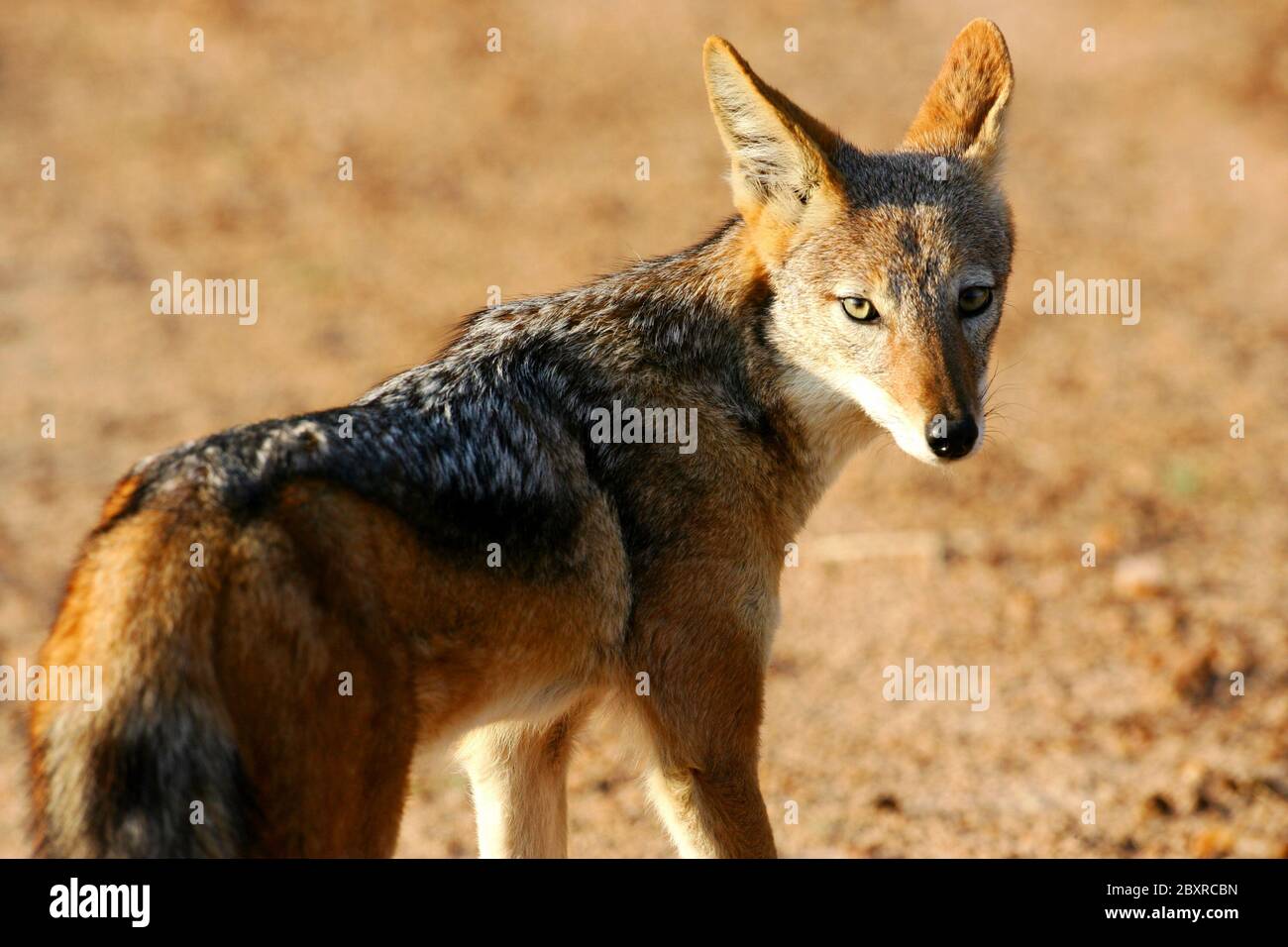 Black backed jackal teeth hi-res stock photography and images - Alamy