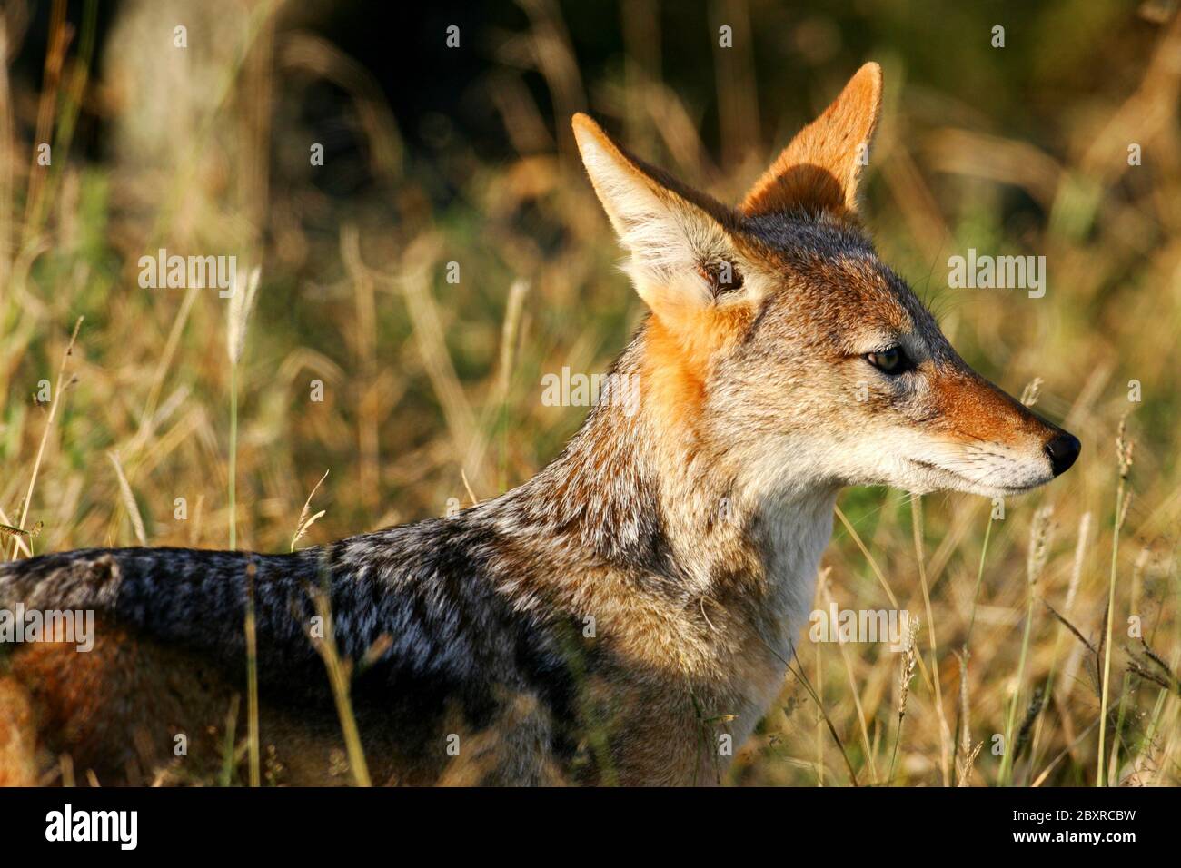 Black backed jackal teeth hi-res stock photography and images - Alamy