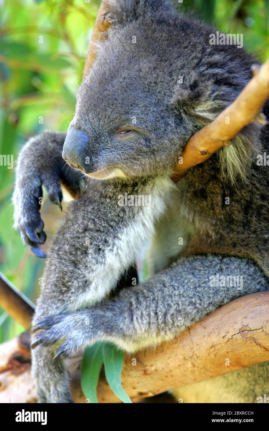 Mammal Marsupial Mammals Marsupial Mammal Metatheria High Resolution ...