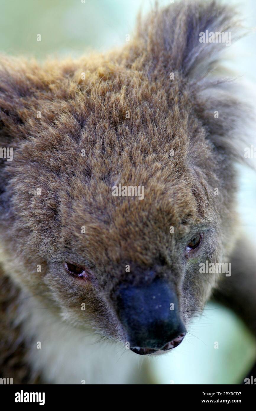 Australian native mammals hi-res stock photography and images - Alamy