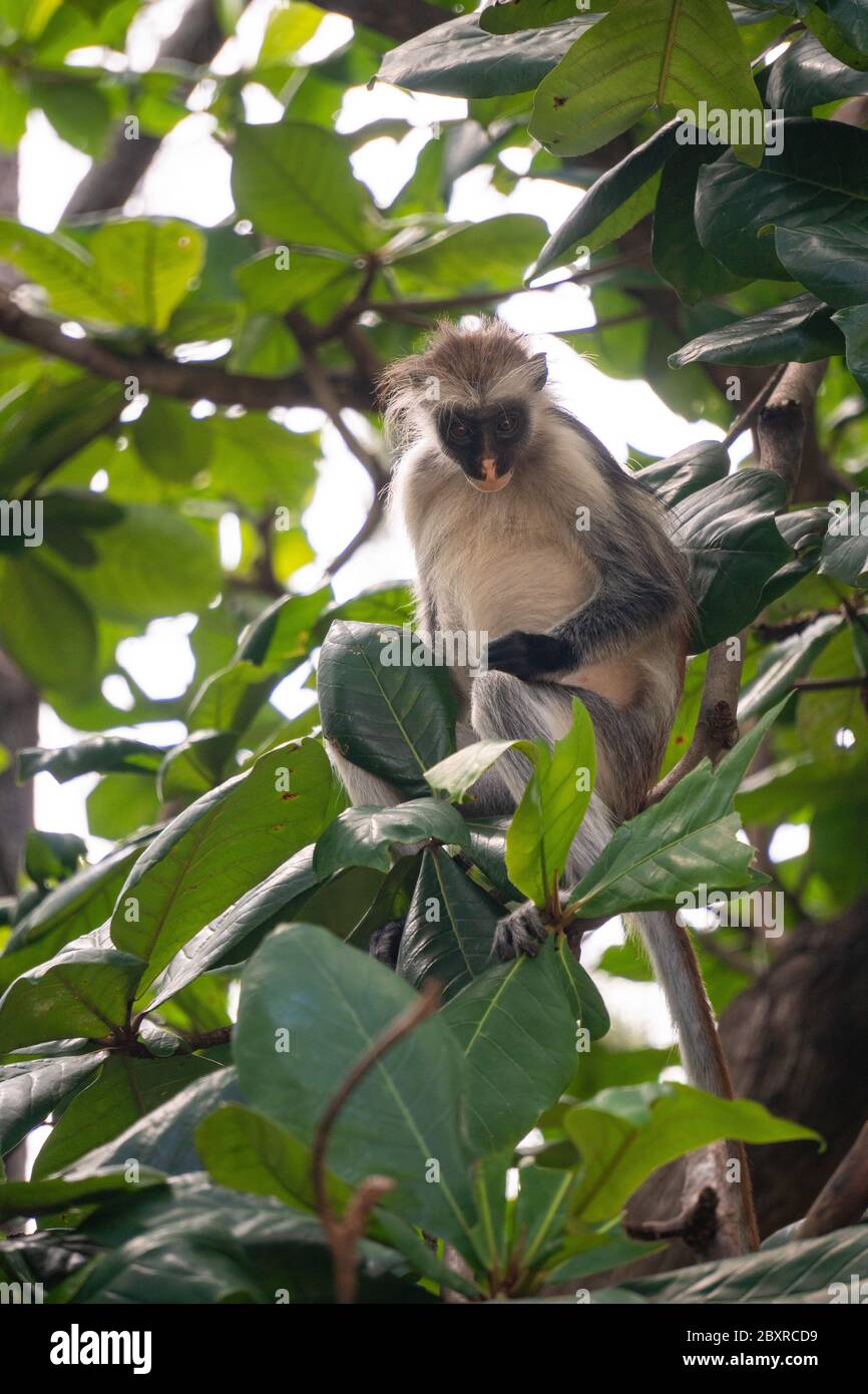 Wild Red Colobus monkey sitting on the branch and eating Leaves in ...