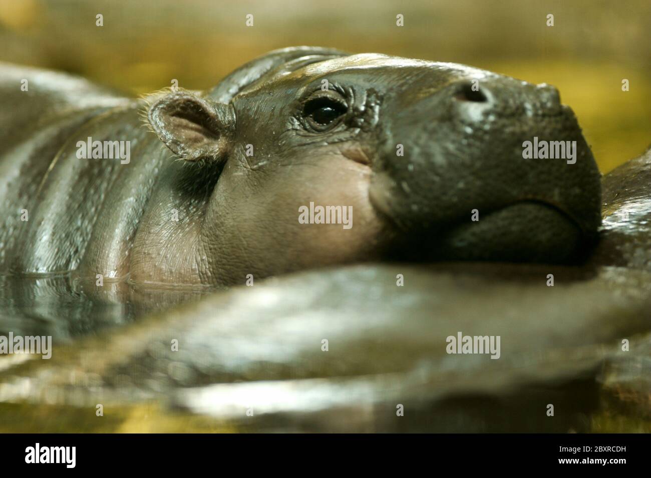 Pygmy hippo hi-res stock photography and images - Alamy