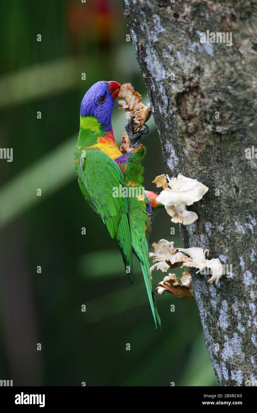 Lory tongue hi-res stock photography and images - Alamy
