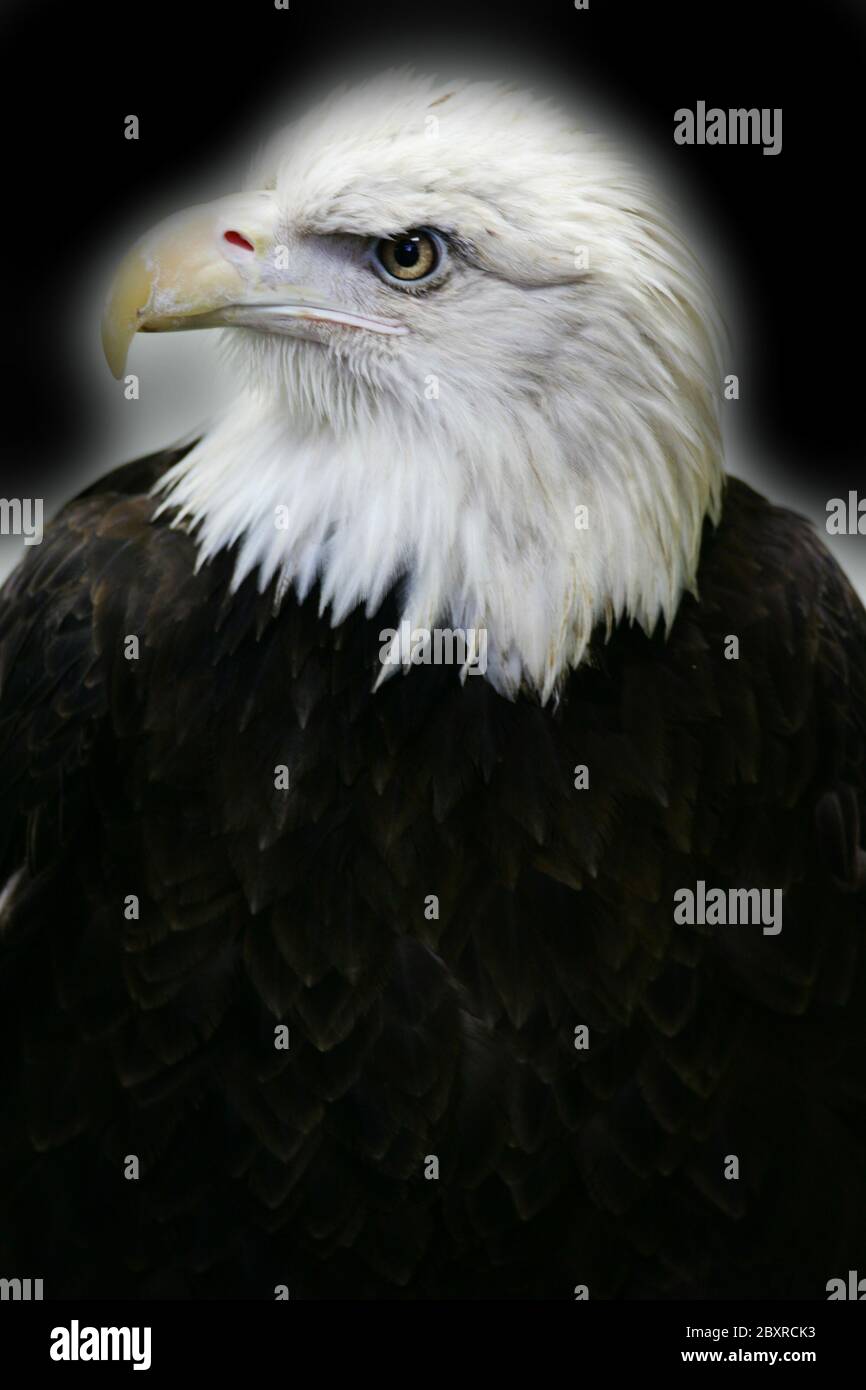 American Bald Eagle Stock Photo - Alamy