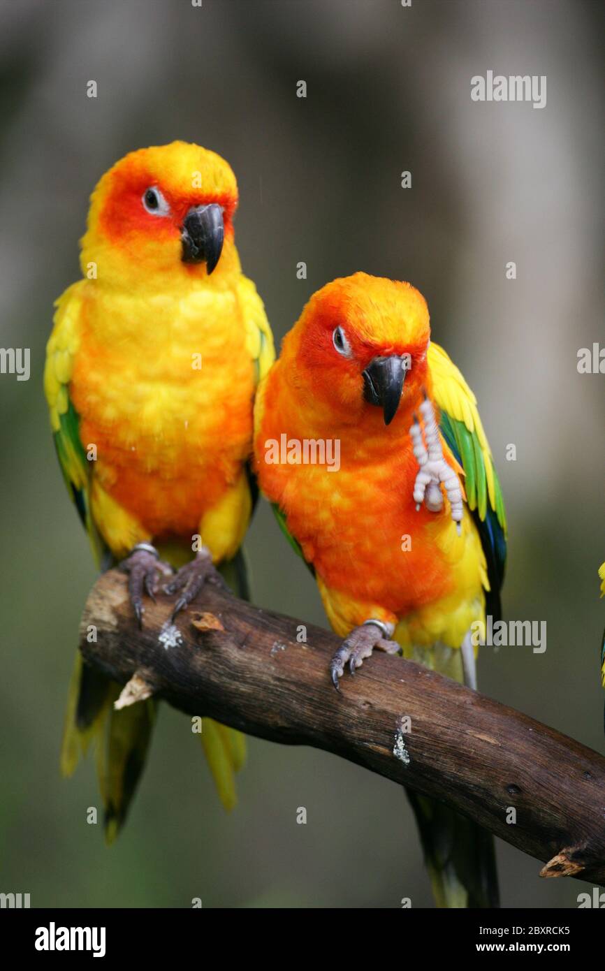 Sun conures hi-res stock photography and images - Alamy