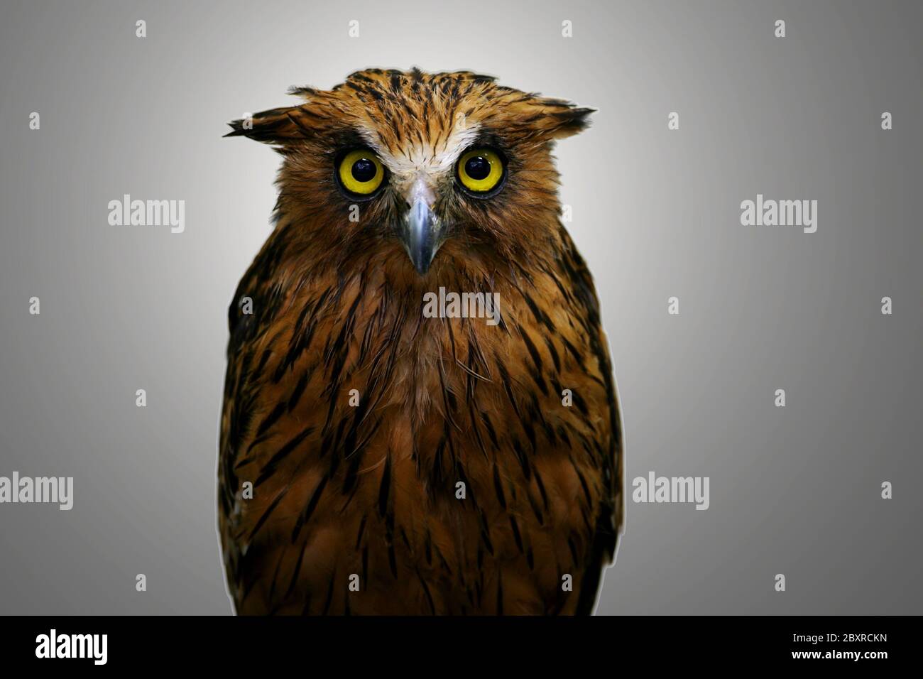 Malay wildlife hi-res stock photography and images - Alamy