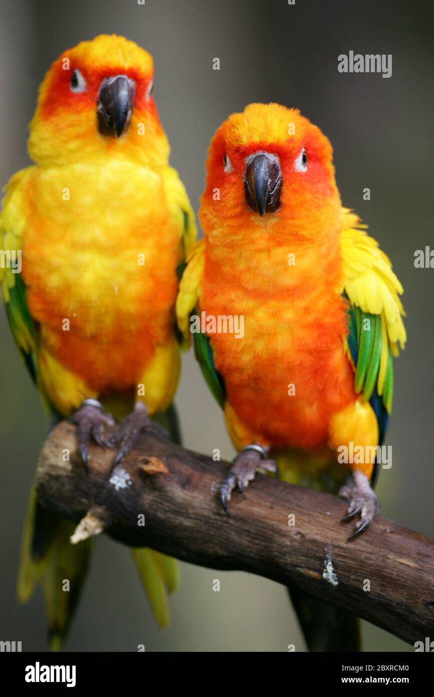 Sun conures hi-res stock photography and images - Alamy