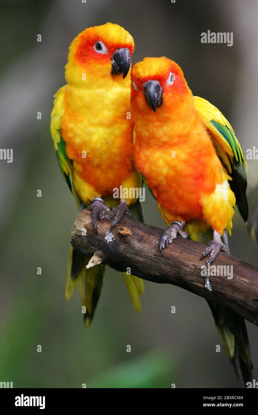 Conures hi-res stock photography and images - Alamy