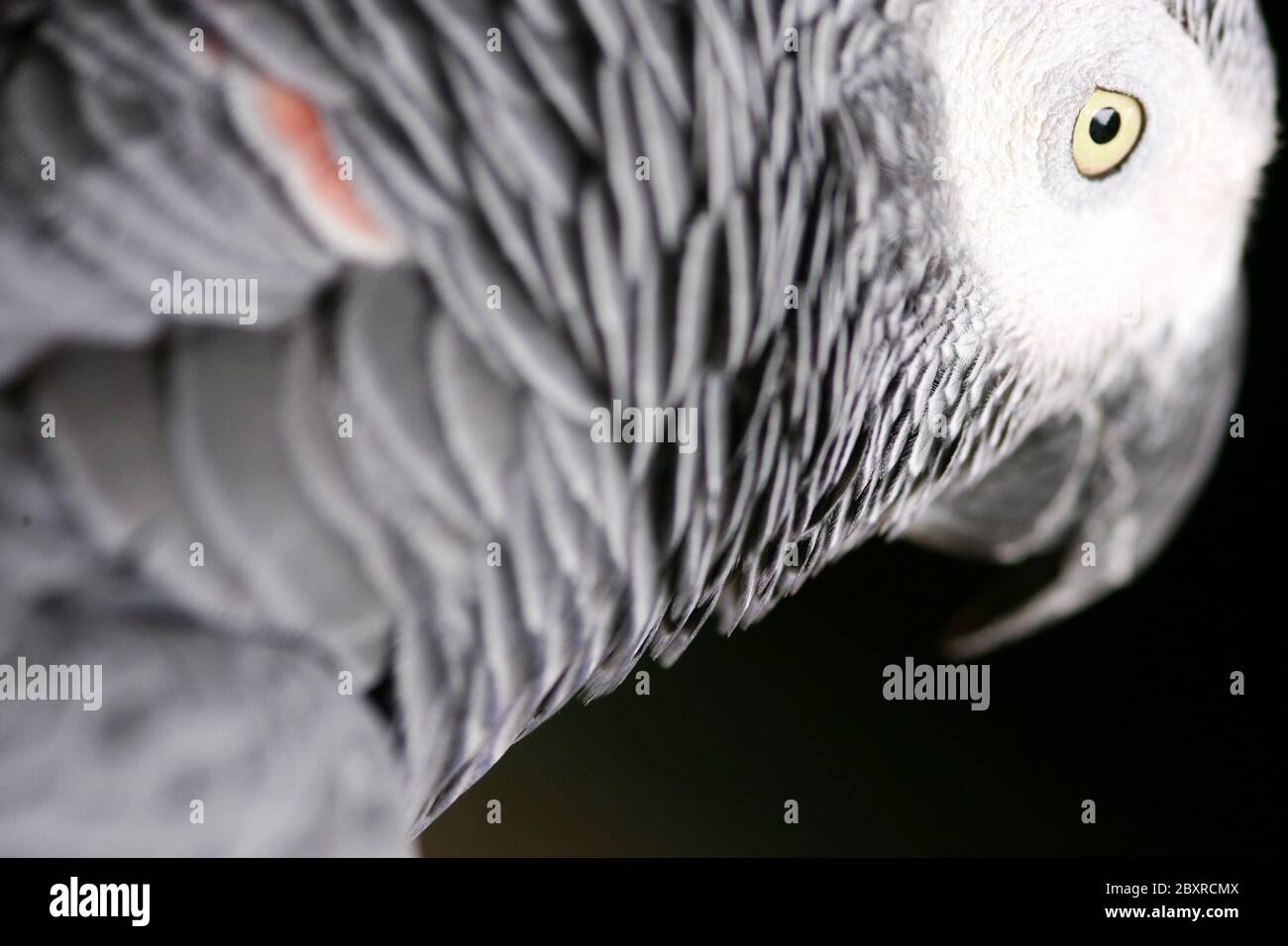 Perroquet isolated hi-res stock photography and images - Alamy