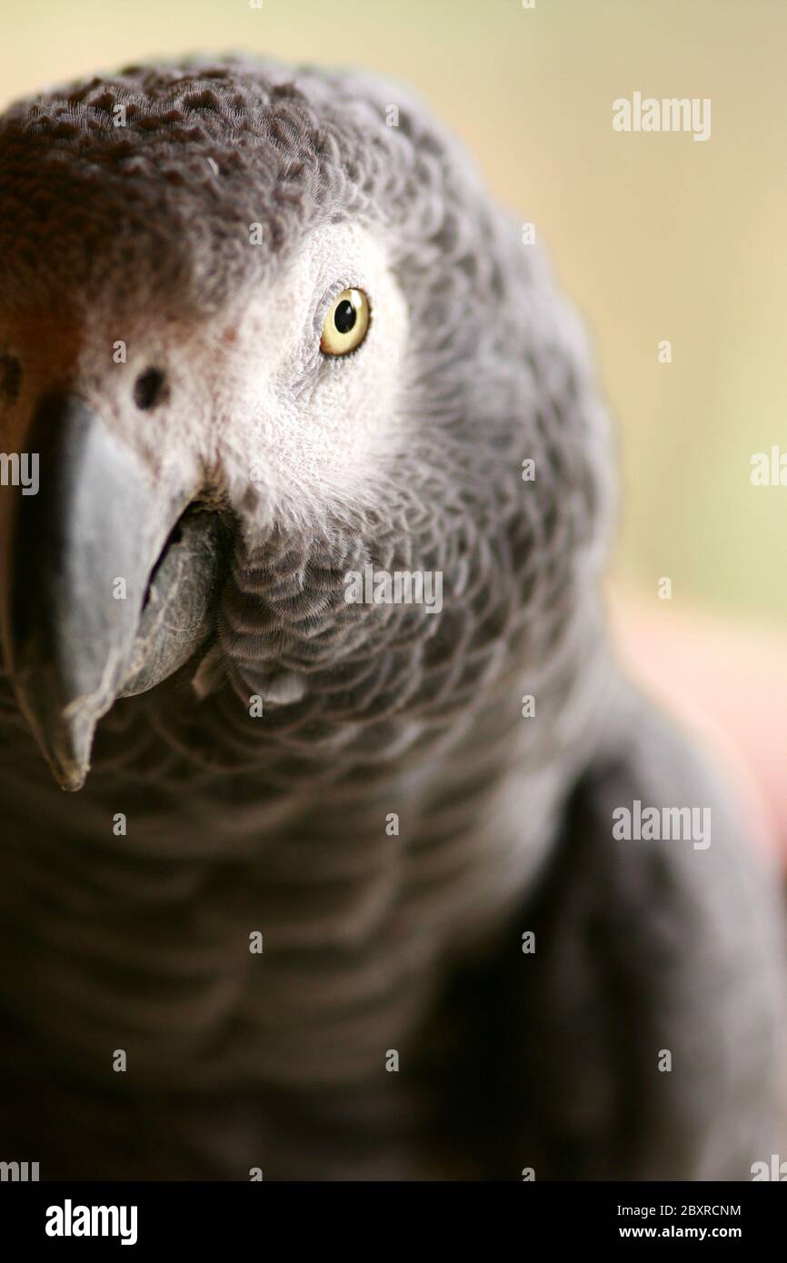 Perroquet rare hi-res stock photography and images - Alamy