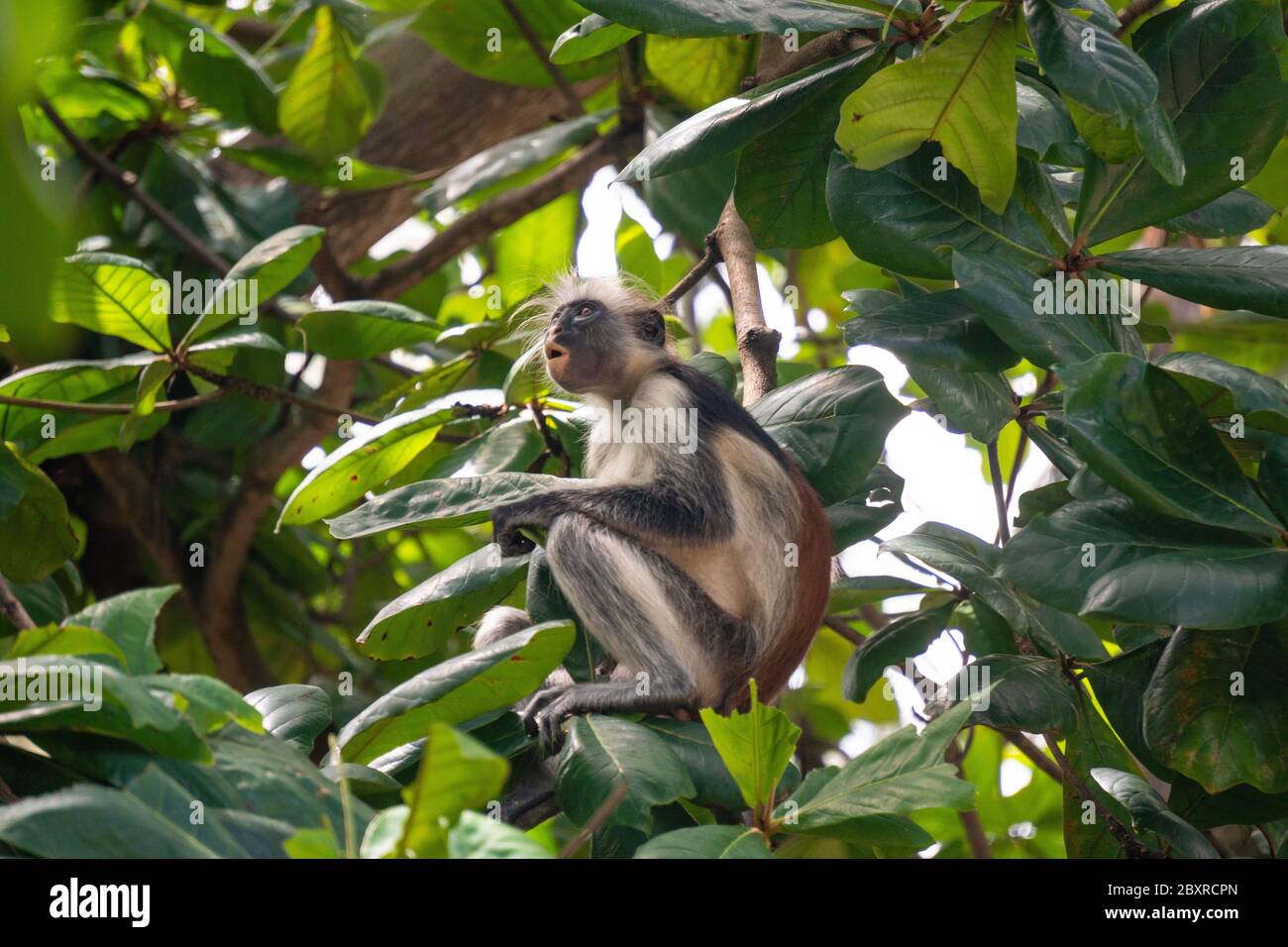 Wild Red Colobus monkey sitting on the branch and eating Leaves in ...