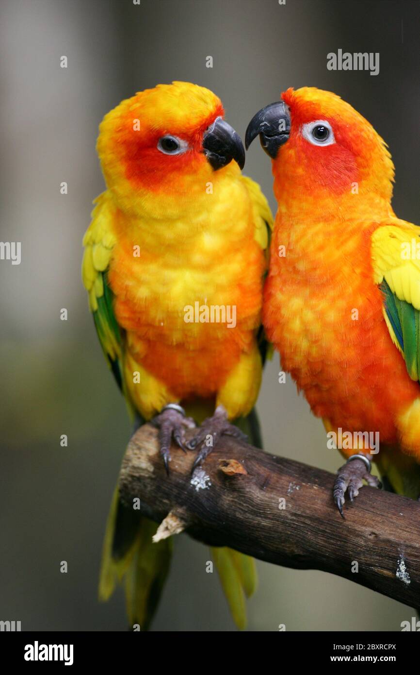 Sun conures hi-res stock photography and images - Alamy