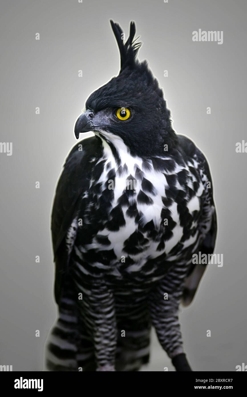 Myths Hawk Eagle Stock Photo - Alamy
