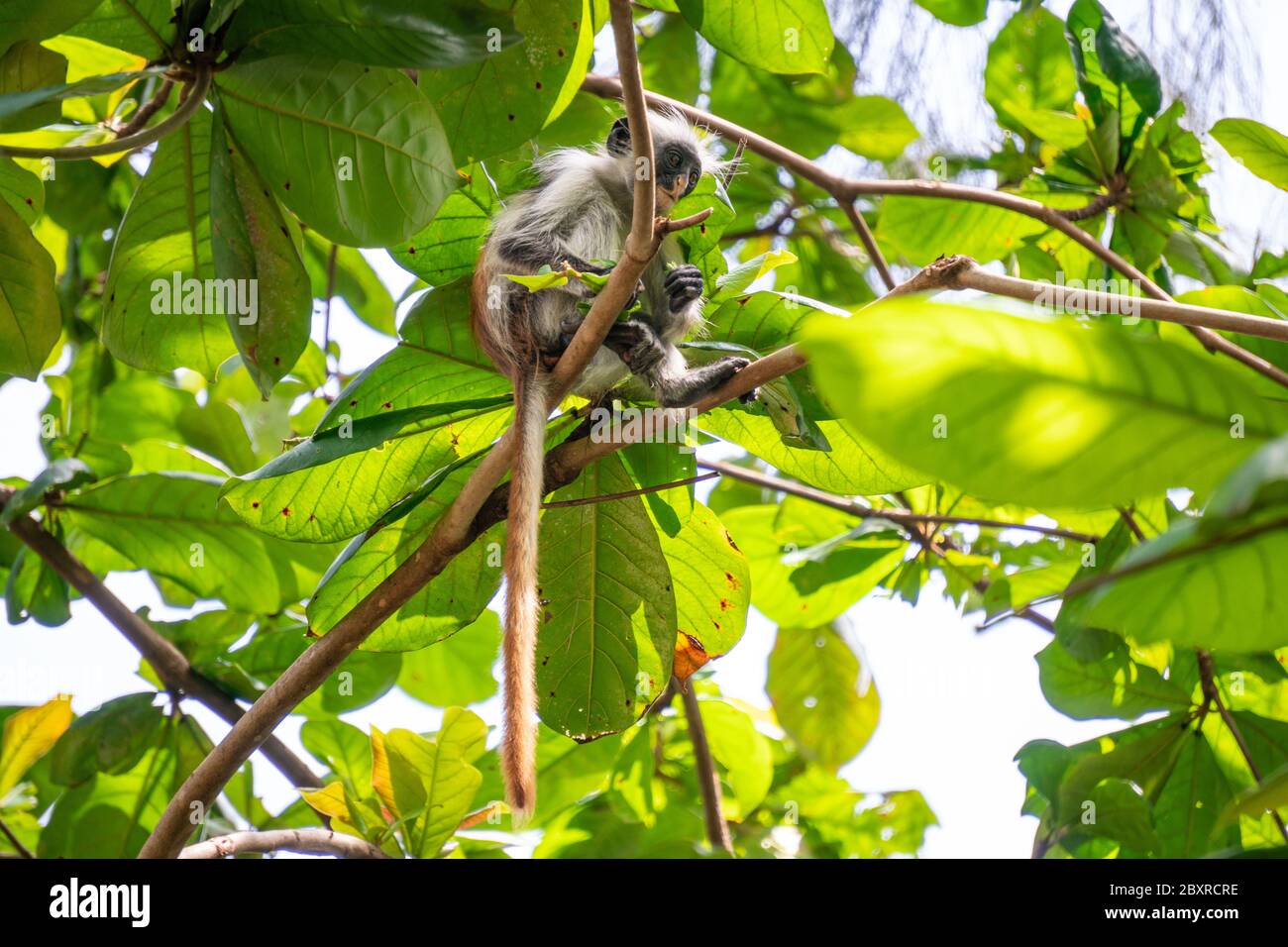 Wild Red Colobus monkey sitting on the branch and eating Leaves in ...