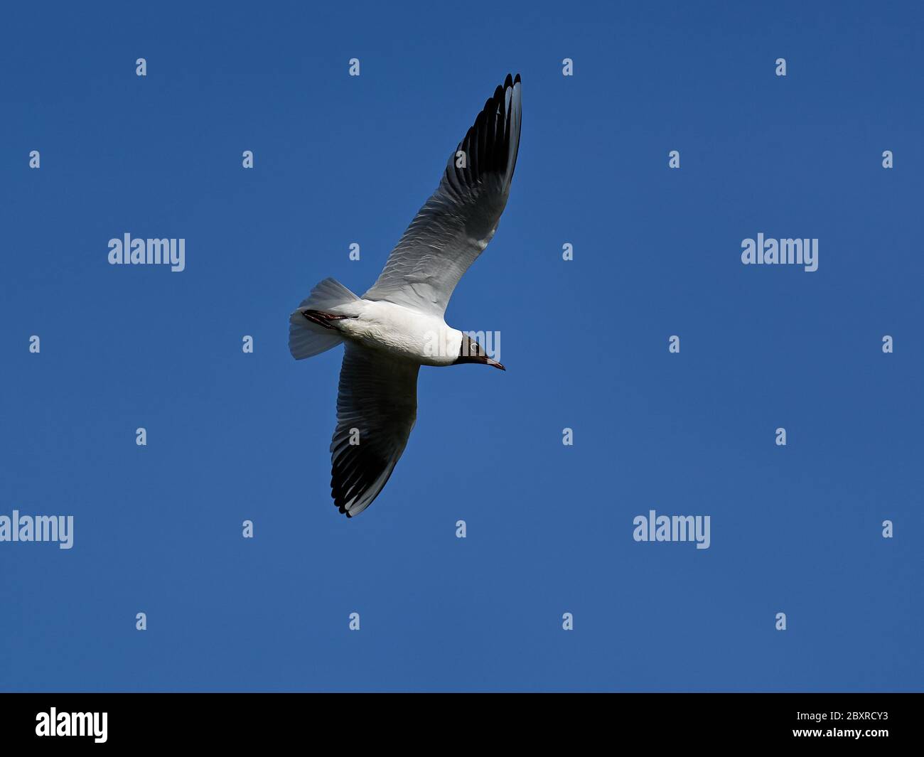 Black-headed gull in flight with blue skies in the background Stock ...