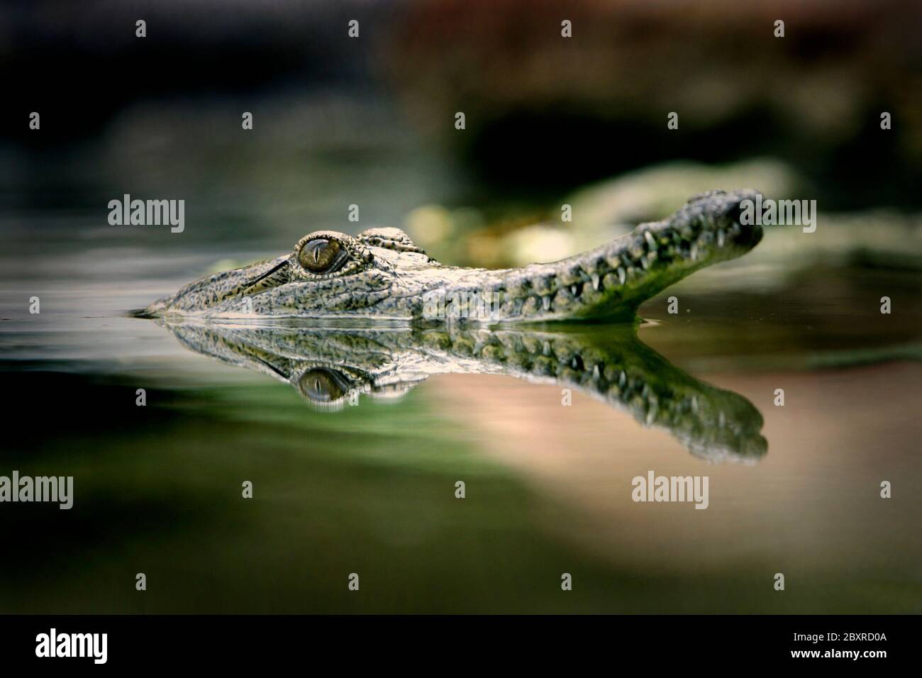 Fresh Water Crocodile Stock Photo - Alamy