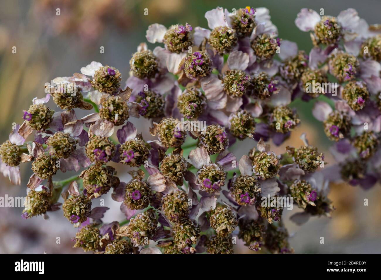 Lavender gardens hi-res stock photography and images - Alamy